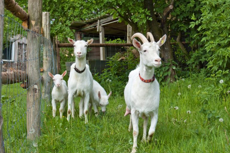 Ziegen Halten Im Garten